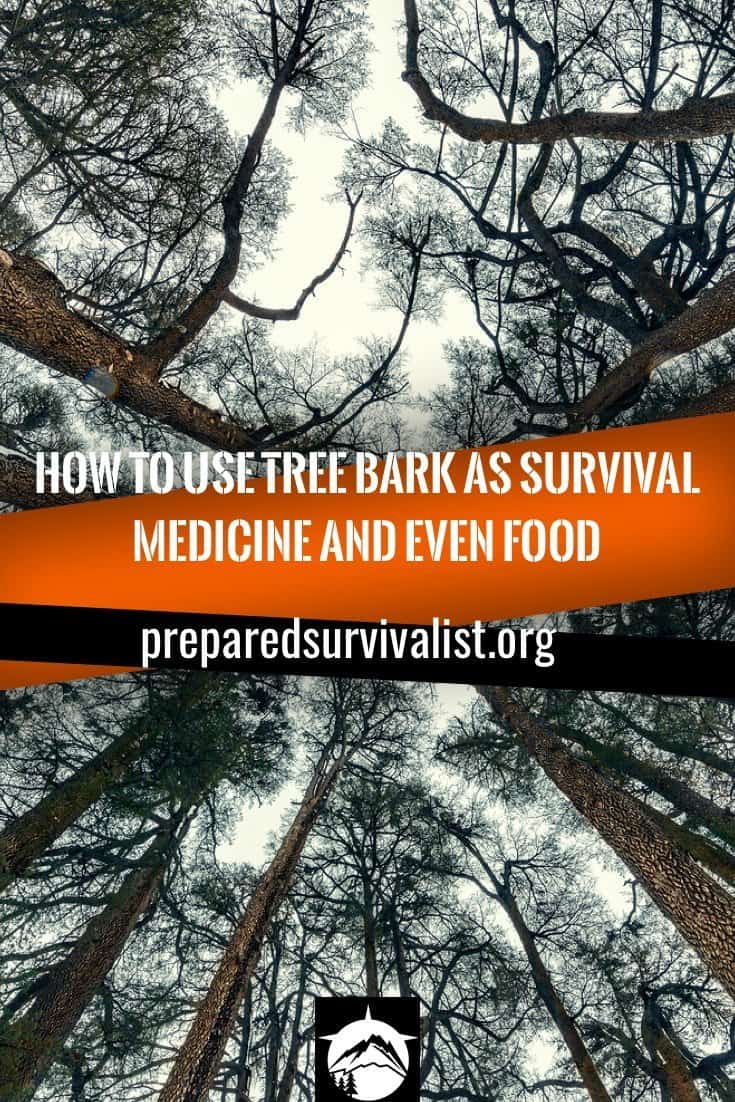 How To Use Tree Bark as Survival Medicine and Even Food