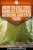 How To Use Tree Bark as Survival Medicine and Even Food