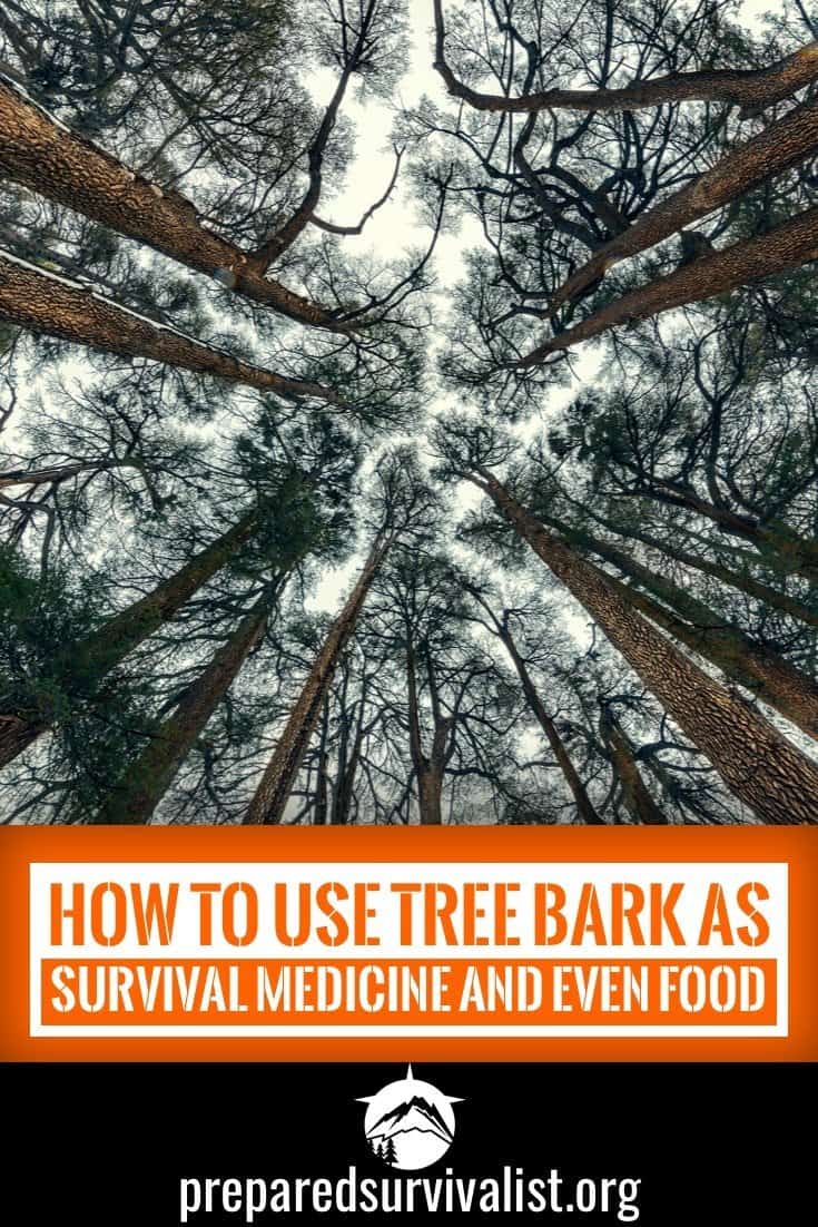 How To Use Tree Bark as Survival Medicine and Even Food