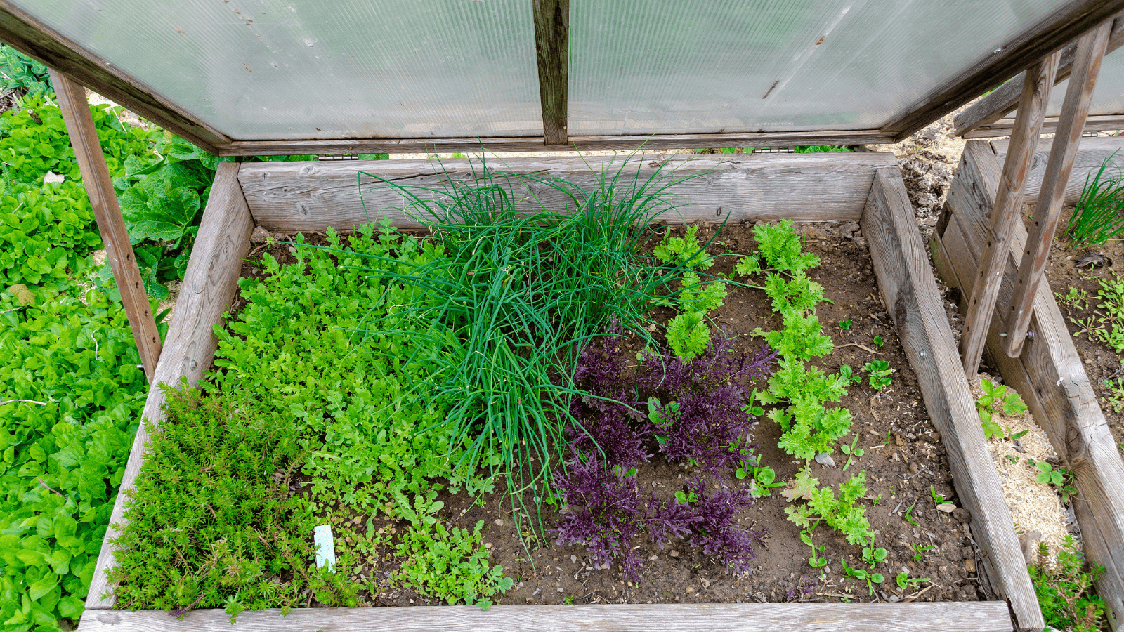 Seed Starting Tips For Your Survival Garden