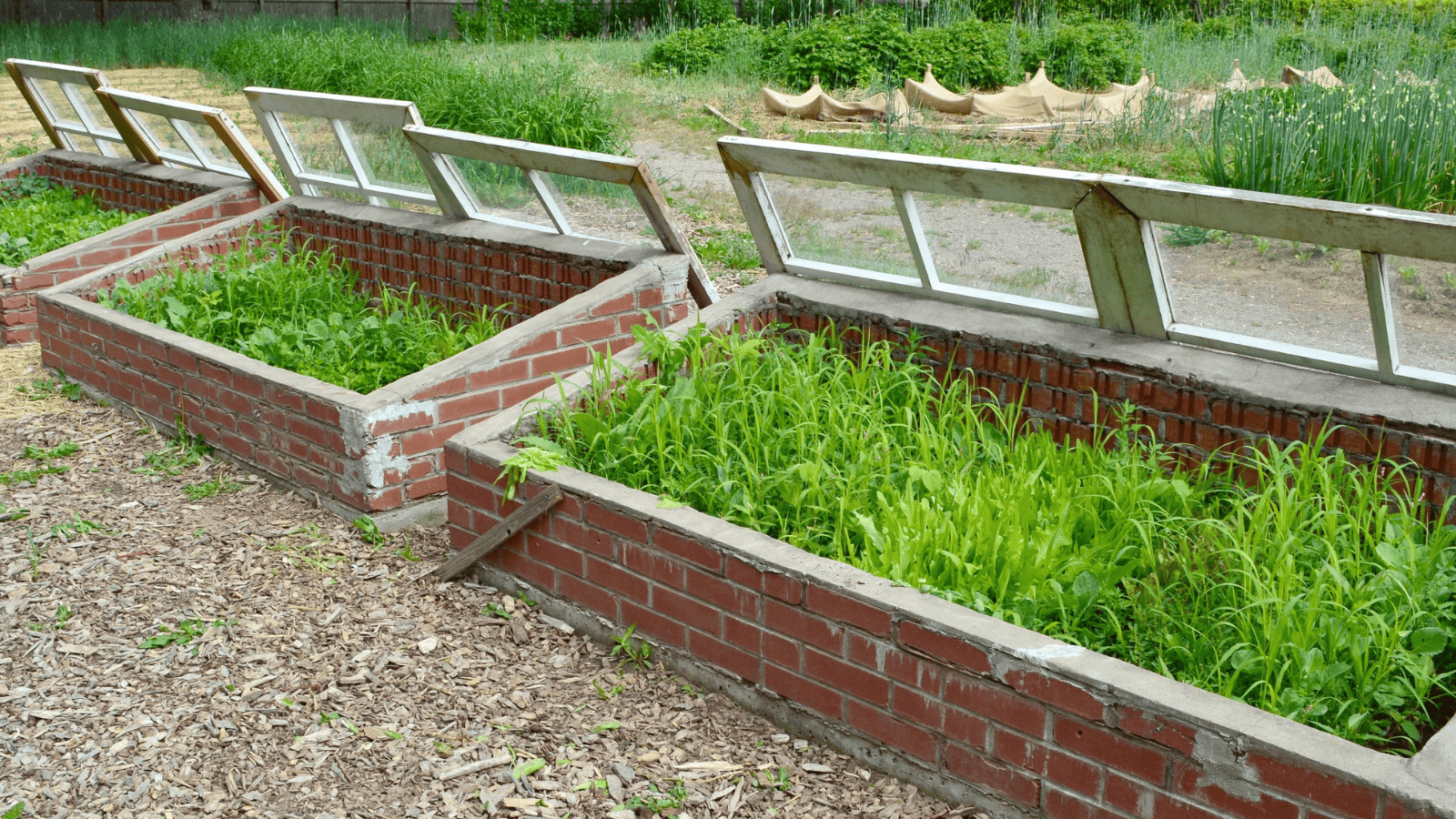 Seed Starting Tips For Your Survival Garden