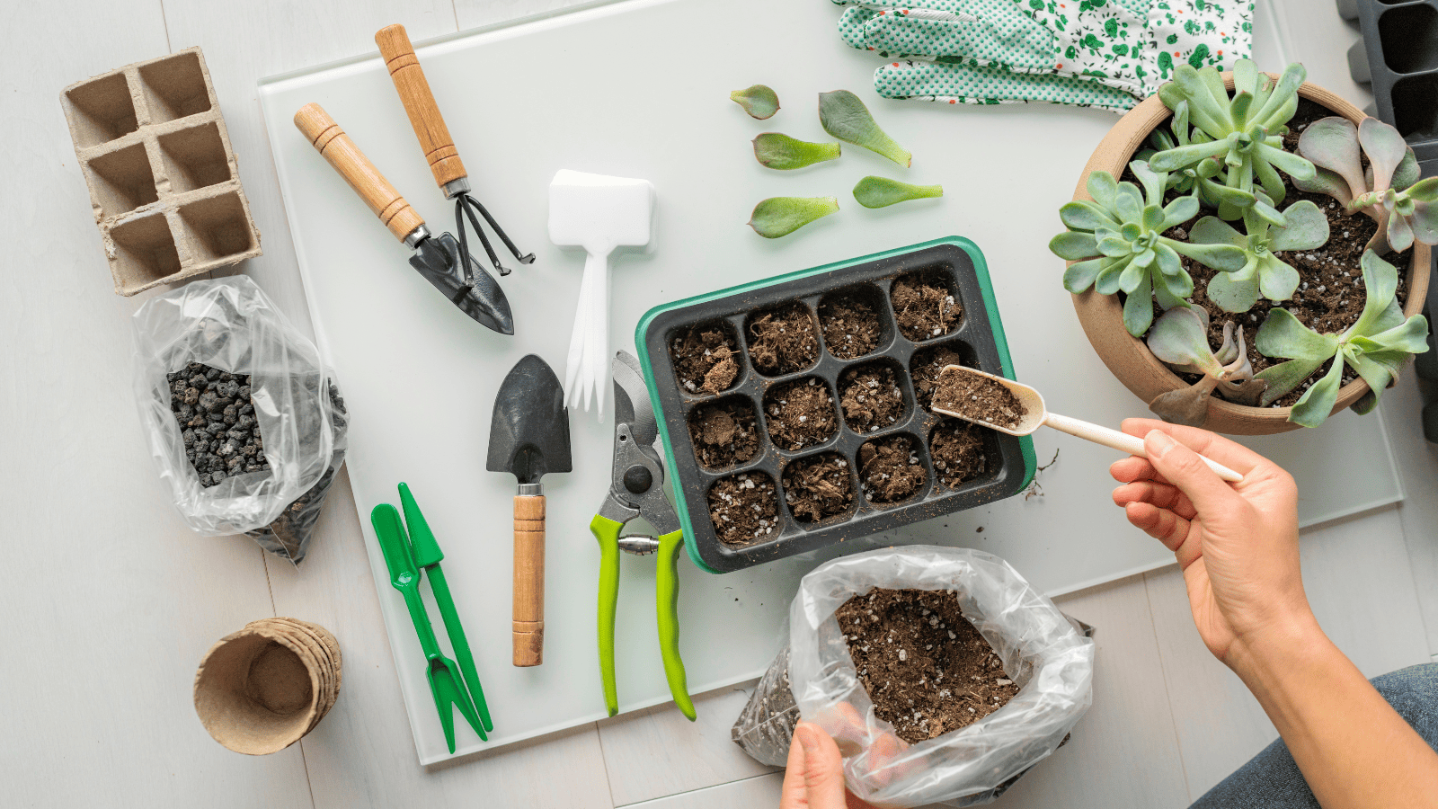 Seed Starting Tips For Your Survival Garden