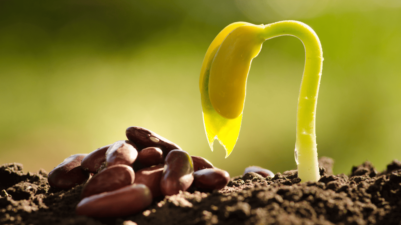 Seed Starting Tips For Your Survival Garden