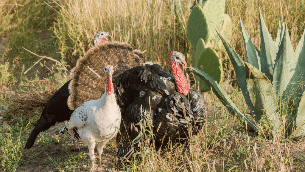 Top 10 Wild Game Turkeys Recipes Learn To Cook Wild Turkey