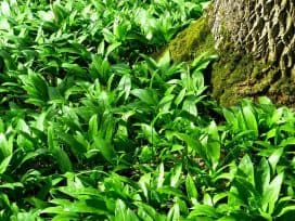The 30 Most Important Medicinal Plants: Uses, History, and Identification
